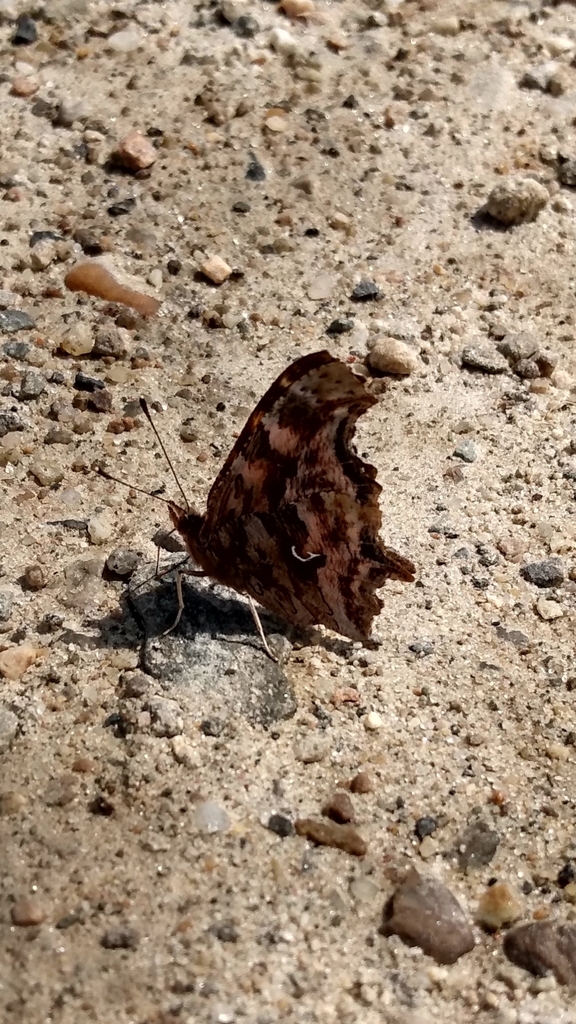 Satyr Comma from Revelstoke, BC, Canada on May 10, 2024 at 01:49 PM by ...