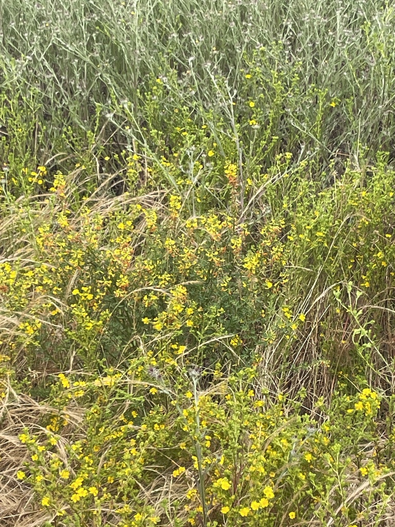 deerweed from Seapoint St, Huntington Beach, CA, US on May 11, 2024 at ...