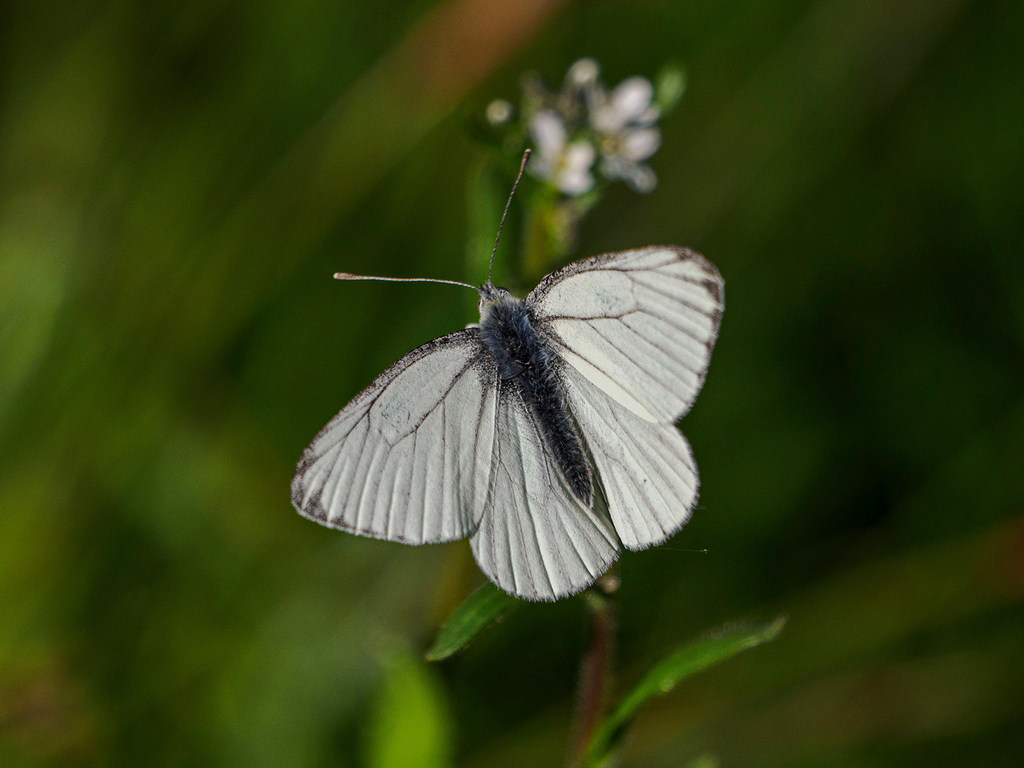 Green-veined White from 86 Vilgertshofen, Deutschland on May 10, 2024 ...