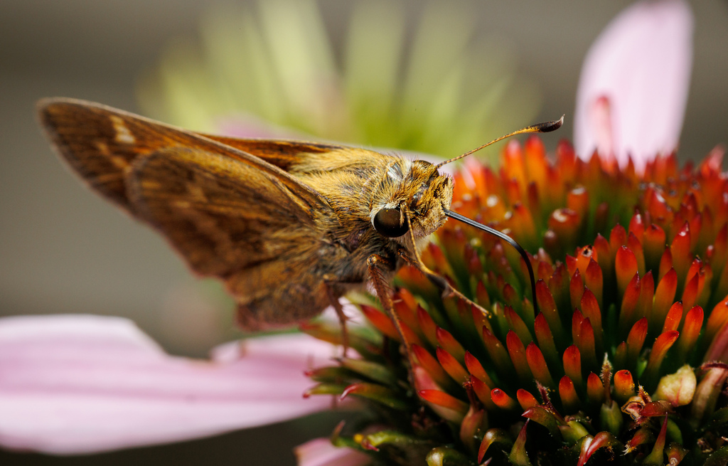 Huron Sachem in July 2023 by Ahd Photography · iNaturalist