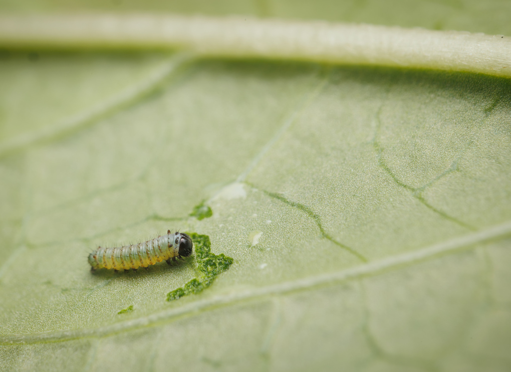 Monarch in August 2023 by Ahd Photography. A newly hatched monarch ...