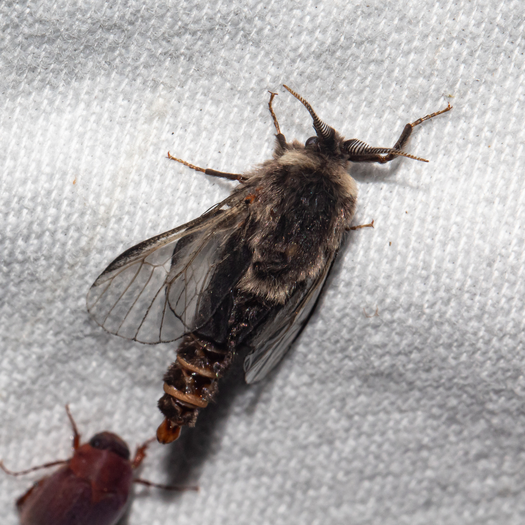 Evergreen Bagworm Moth from Anne Arundel County, MD, USA on May 2, 2024 ...