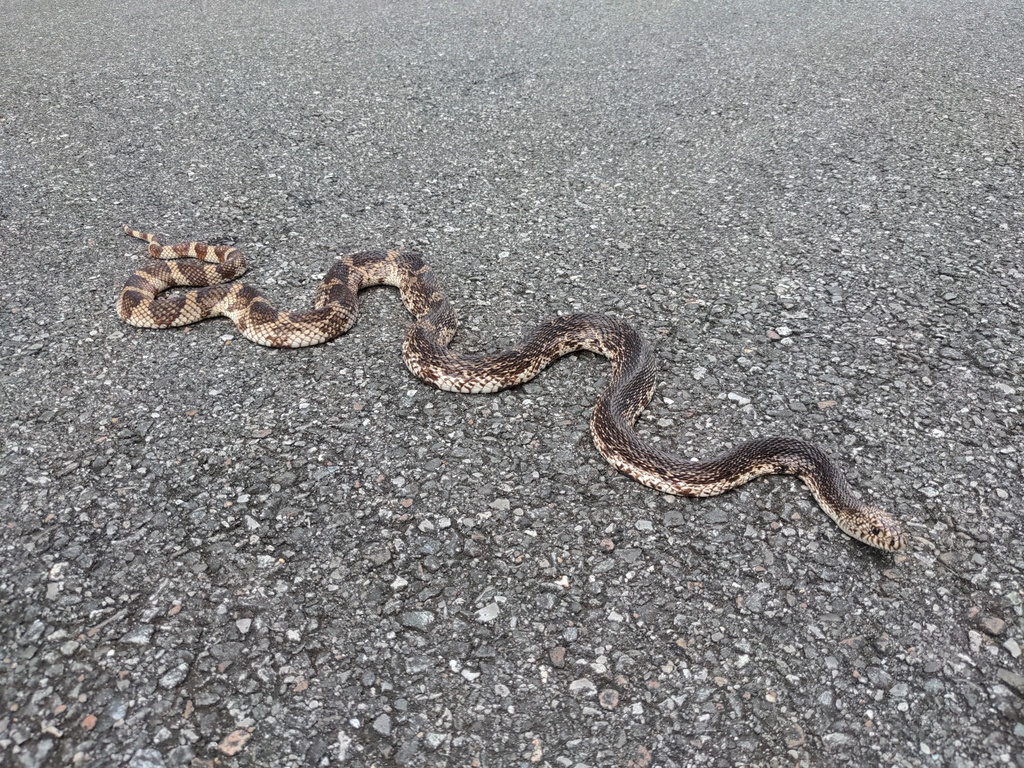 Pine Snake in April 2022 by Nicolas Mesa. These pine snakes resemble ...
