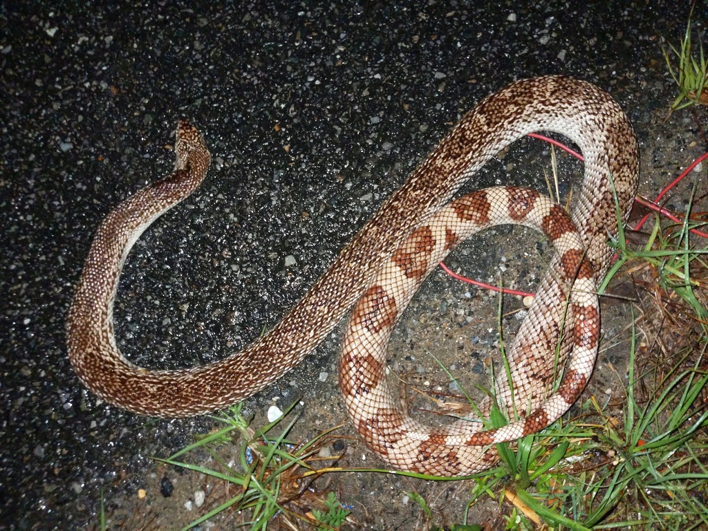 Florida Pine Snake in May 2022 by Nicolas Mesa. A more typical FL pine ...