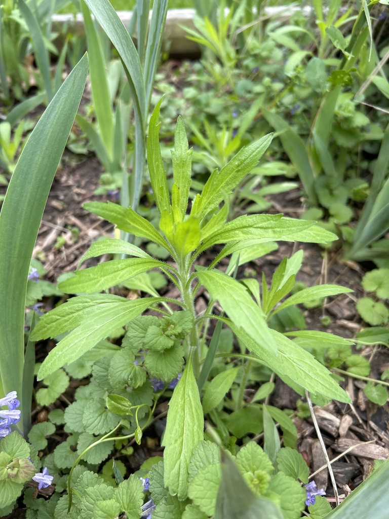horseweed from E Ironwood CC Dr, Normal, IL, US on May 7, 2024 at 12:19 ...