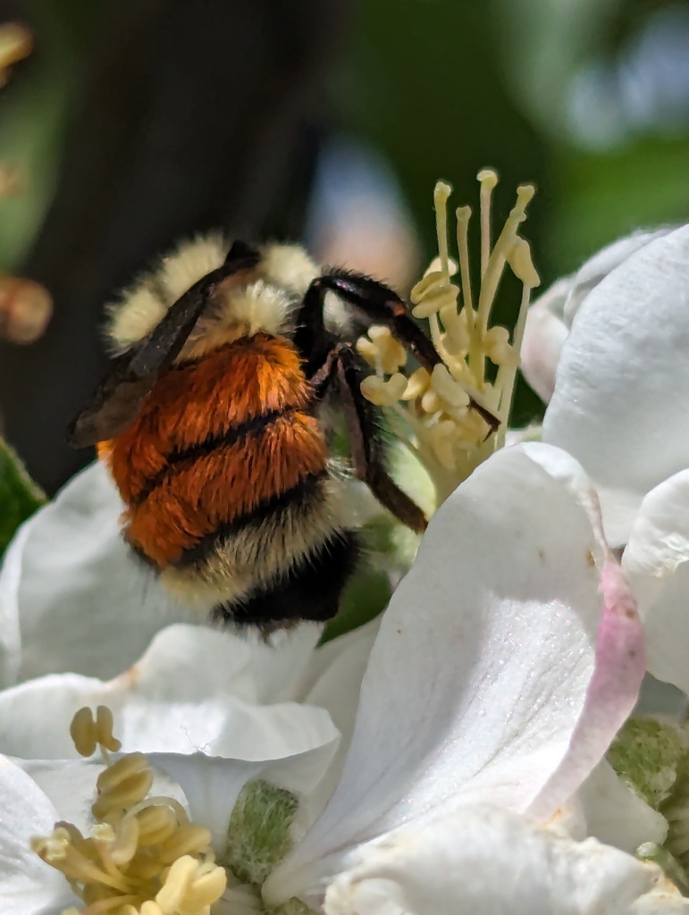 Tricolored Bumble Bee from 4155 126 Ave SE, Calgary, AB T2Z 0A1, Canada ...