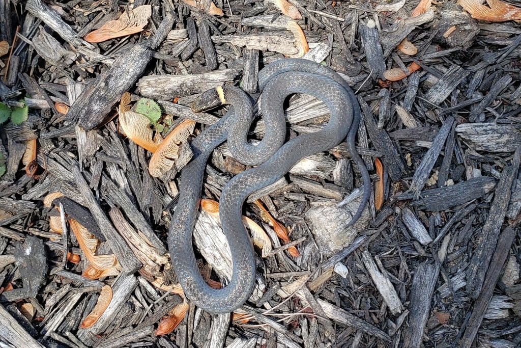 ring-necked snake from Montgomery, OH, USA on May 11, 2024 at 02:29 PM ...