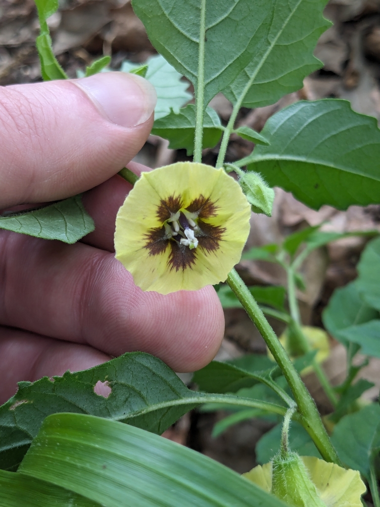 Virginia groundcherry from Winston, KY 40336, USA on May 11, 2024 at 01 ...