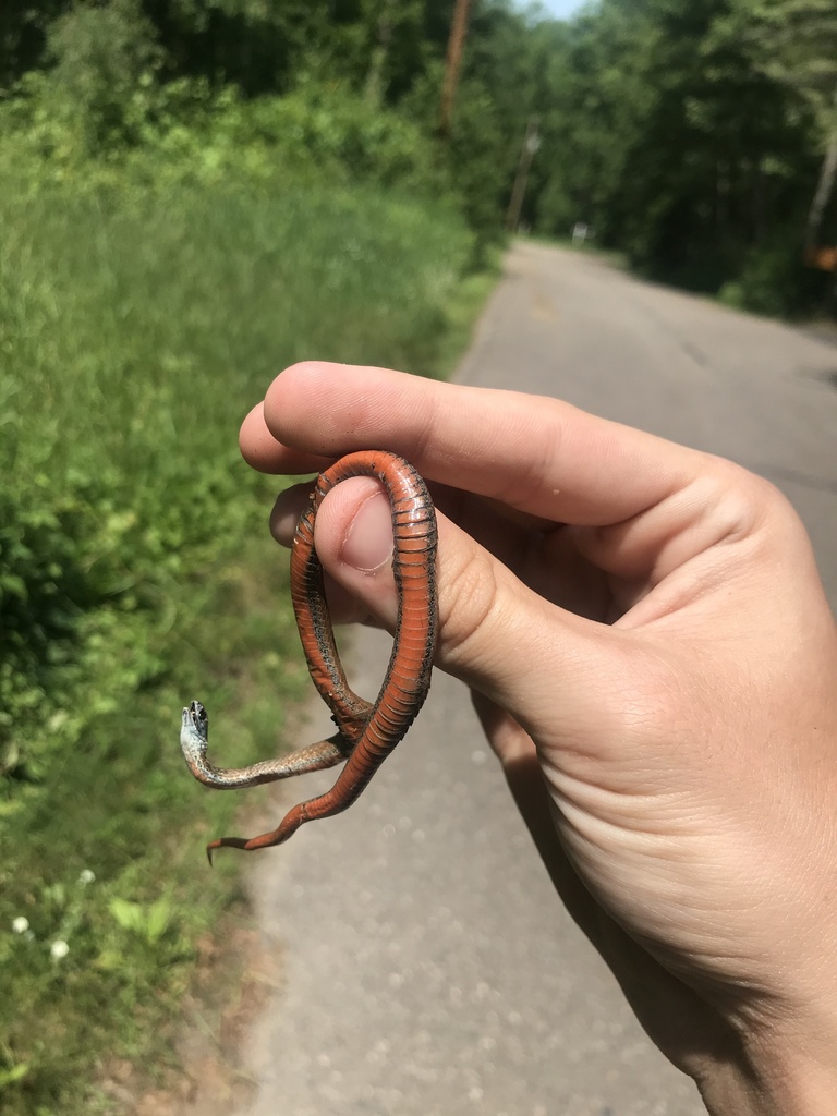 Red-bellied Snake from Saint Michael, MN, US on July 1, 2023 at 12:56 ...