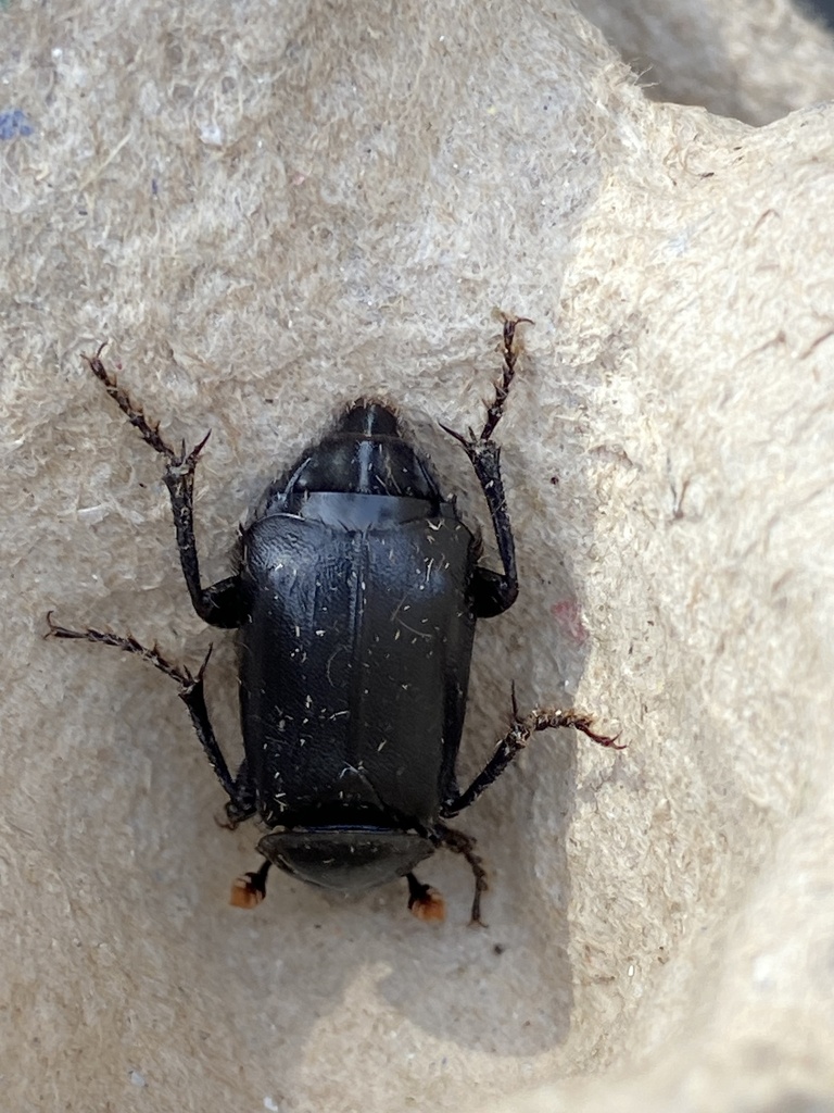 Black Burying Beetle from Welwyn Road, Hinckley, England, GB on May 10 ...