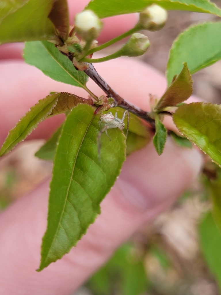 Mecaphesa from Fredericton, NB E3A 5V1, Canada on May 11, 2024 at 05:34 ...