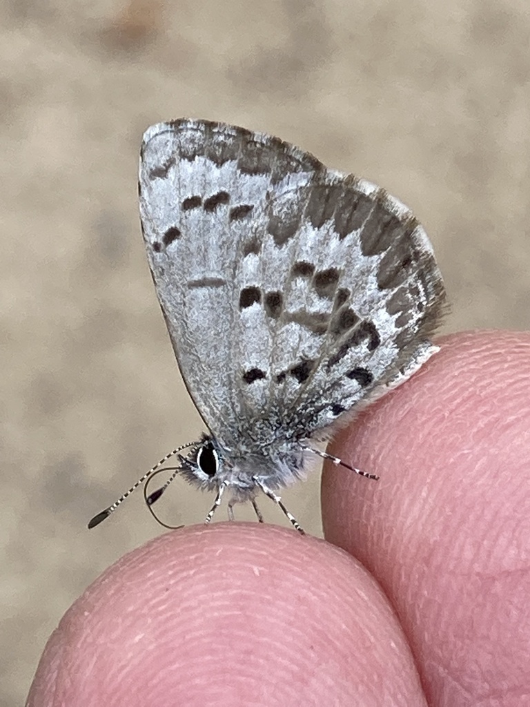 Northern Azure from Russ Creek Rd, Alnwick/Haldimand, ON, CA on May 11 ...