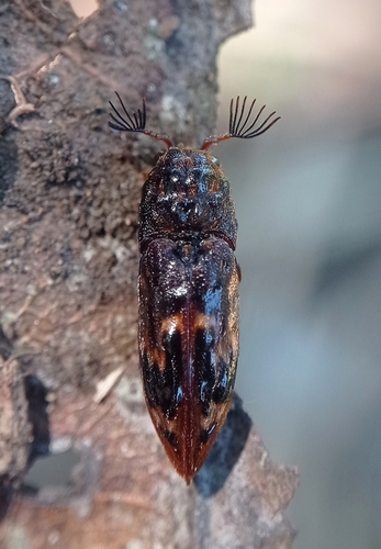 Género Balgus · iNaturalist Mexico