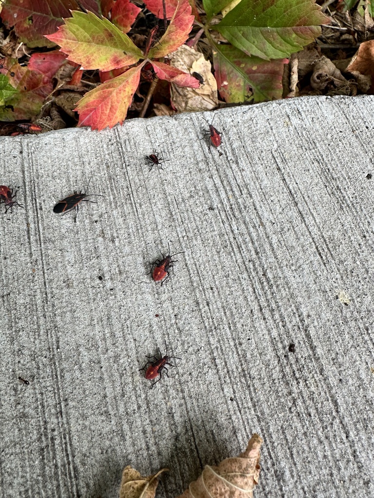 Eastern Boxelder Bug from Glazier Way, Ann Arbor, MI, US on September ...
