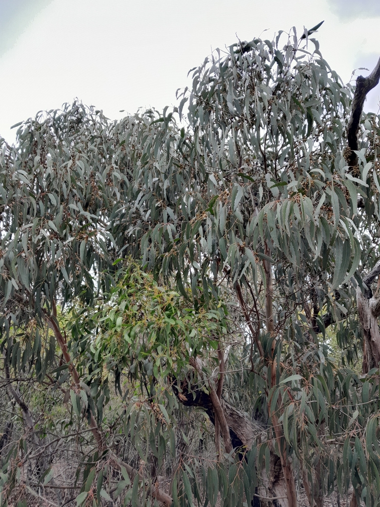 Long-leaved Box from Staughton Vale VIC 3340, Australia on May 11, 2024 ...