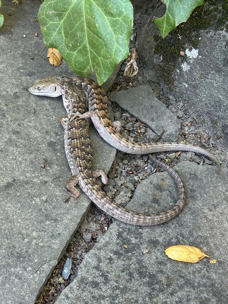 Southern Alligator Lizard from Seneca Ln, San Ramon, CA, US on May 11 ...