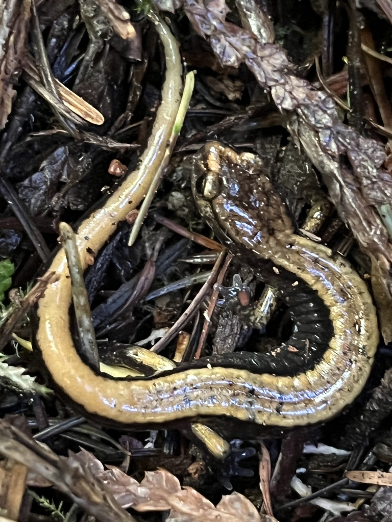 Western Red-backed Salamander from Olympia, WA, US on May 9, 2024 at 02 ...