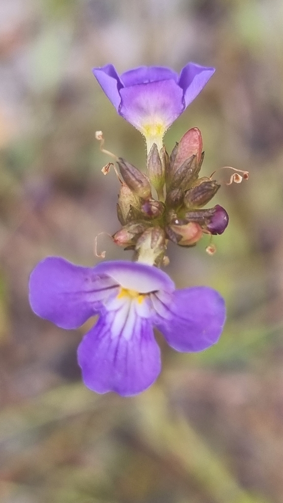 Vandellia lobelioides from Kakadu NT 0822, Australia on May 7, 2024 at ...
