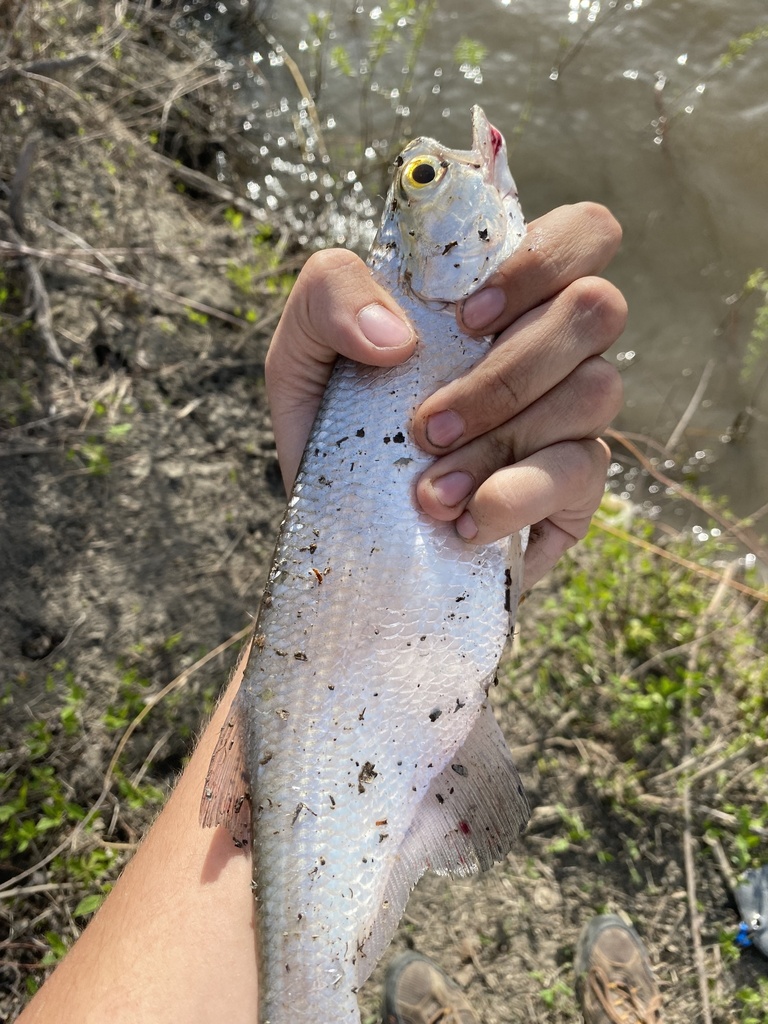 Goldeye from S Elm St, Moorhead, MN, US on May 11, 2024 at 06:08 PM by Henryts · iNaturalist