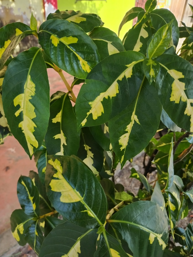 Caricature-plant from 6PVM+X57, Iquitos 16007, Perú on May 11, 2024 at ...
