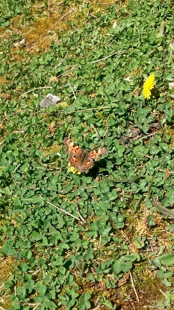 Green Comma from Malakwa, BC V0E 2J0, Canada on May 11, 2024 at 12:20 ...