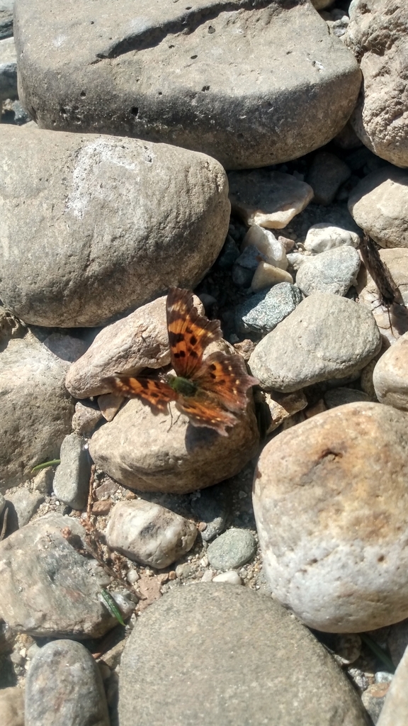 Green Comma from Malakwa, BC V0E 2J0, Canada on May 11, 2024 at 12:31 ...