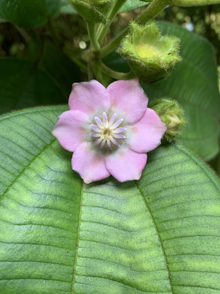Blakea glandulosa in April 2024 by Kamilo Santana · iNaturalist