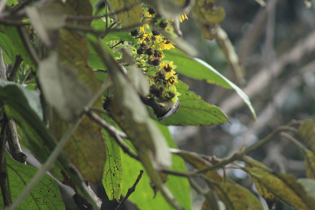 Siskins and New World Goldfinches from Humedal de Córdoba, Bogotá, DC ...