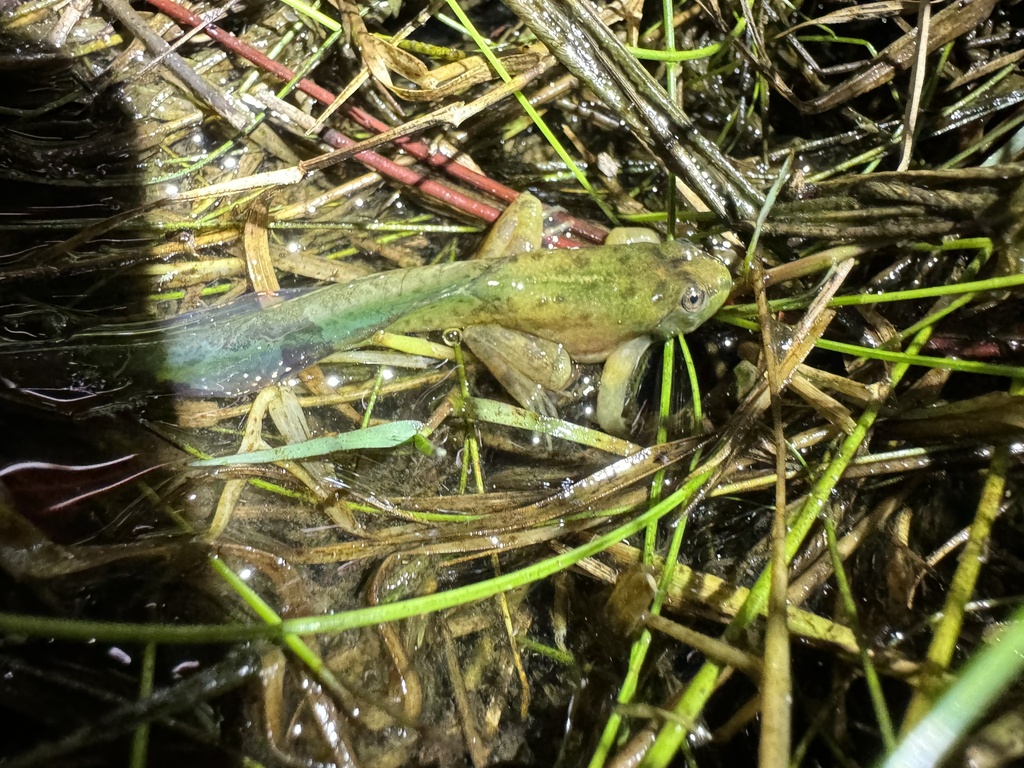 Lesser Swimming Frog from Camino al Ñandubaysal, Entre Ríos, AR on May ...
