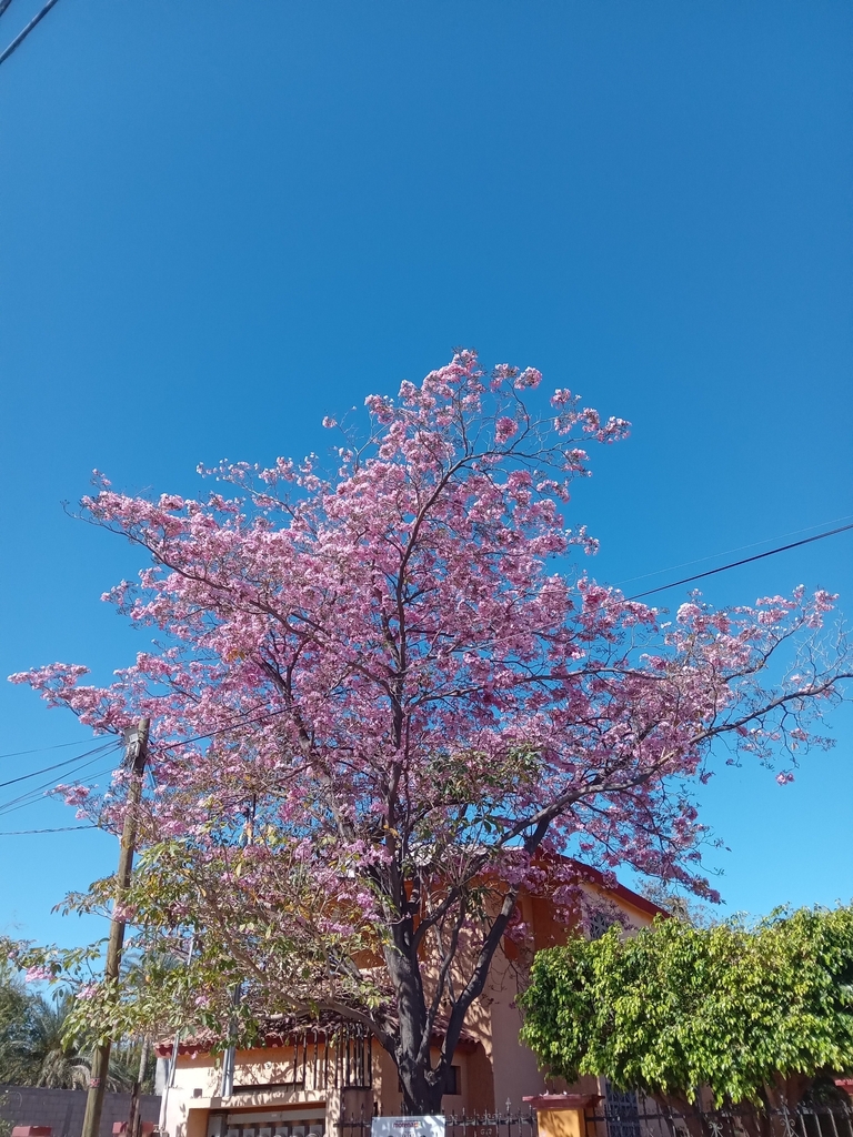Pink poui from Loreto B.C.S Apolos gym on April 29, 2024 by Bárbara ...