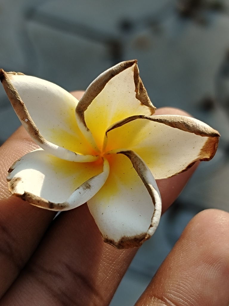Frangipani trees from 5HCW+32X, Sasan Gir, Sasan, Gujarat 362135, India ...