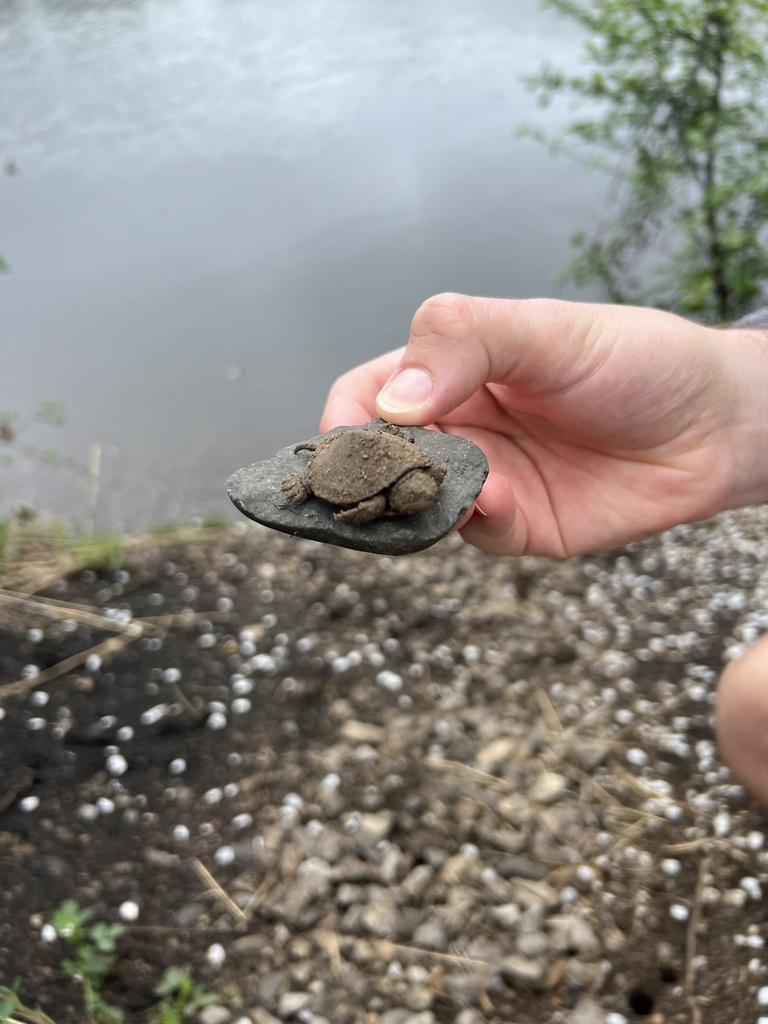 Common Snapping Turtle from Huron River, Ann Arbor, MI, US on May 5 ...
