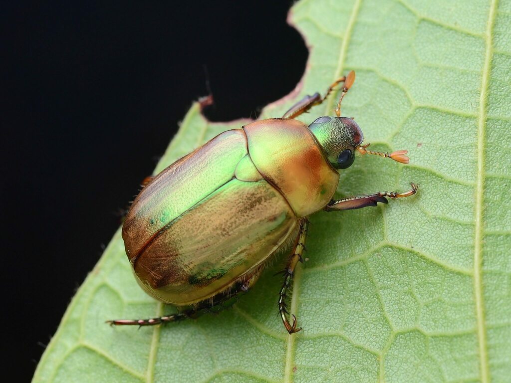 Anomala auripennis from 中国云南省西双版纳傣族自治州勐腊县 on May 12, 2024 at 12:19 AM ...