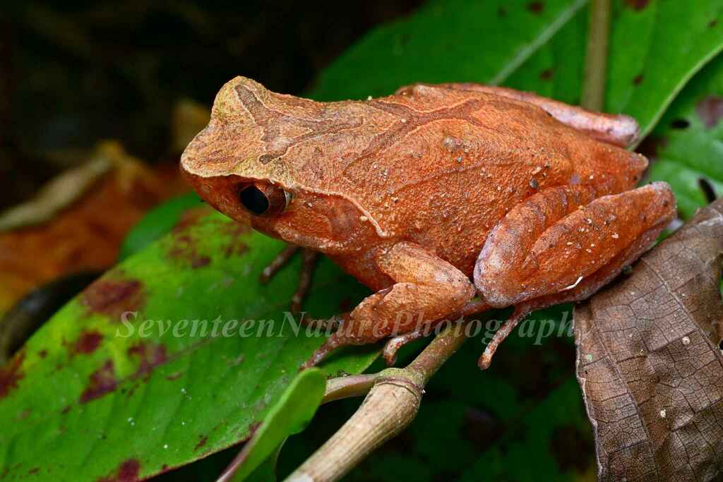 Concave-crowned Horned Toad in May 2024 by Kaniska · iNaturalist