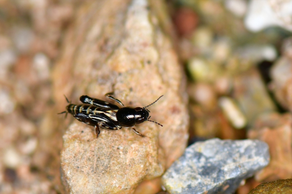Xya riparia in May 2024 by Shigefumi KANAO · iNaturalist