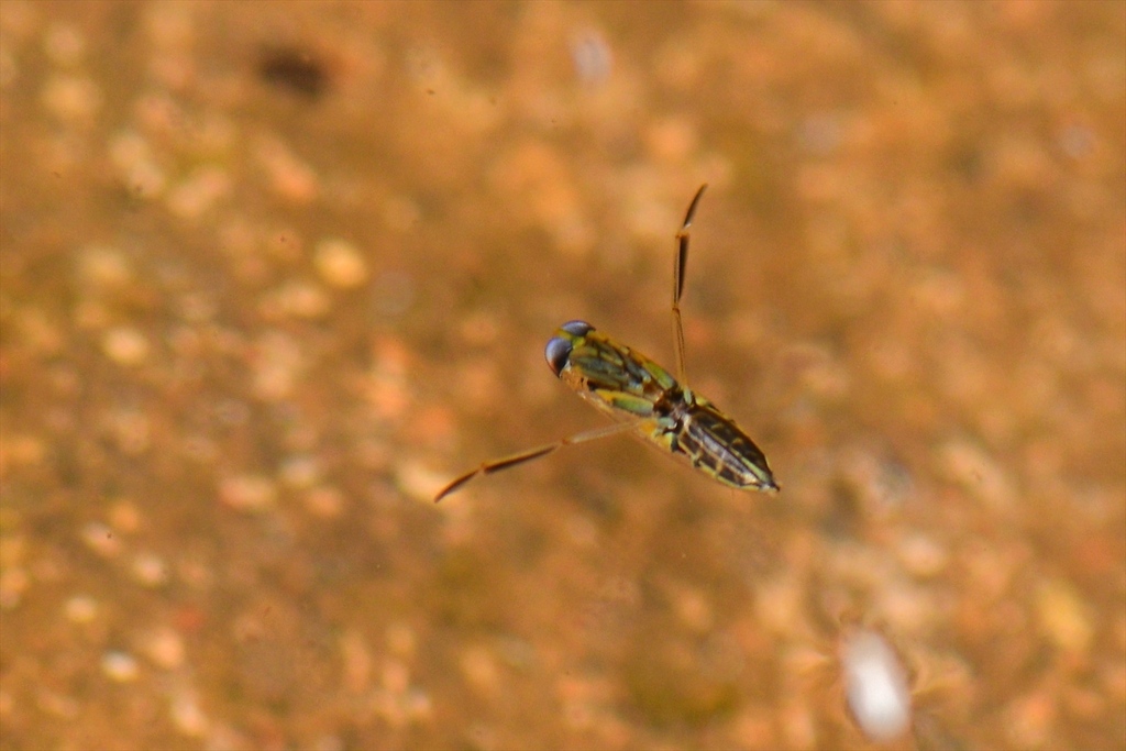 Common Backswimmers in May 2024 by Shigefumi KANAO · iNaturalist