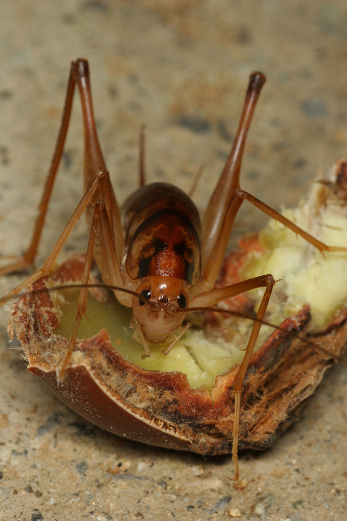 Tachycines coreanus from 대한민국 경기도 파주시 광탄면 on September 26, 2009 at 09: ...