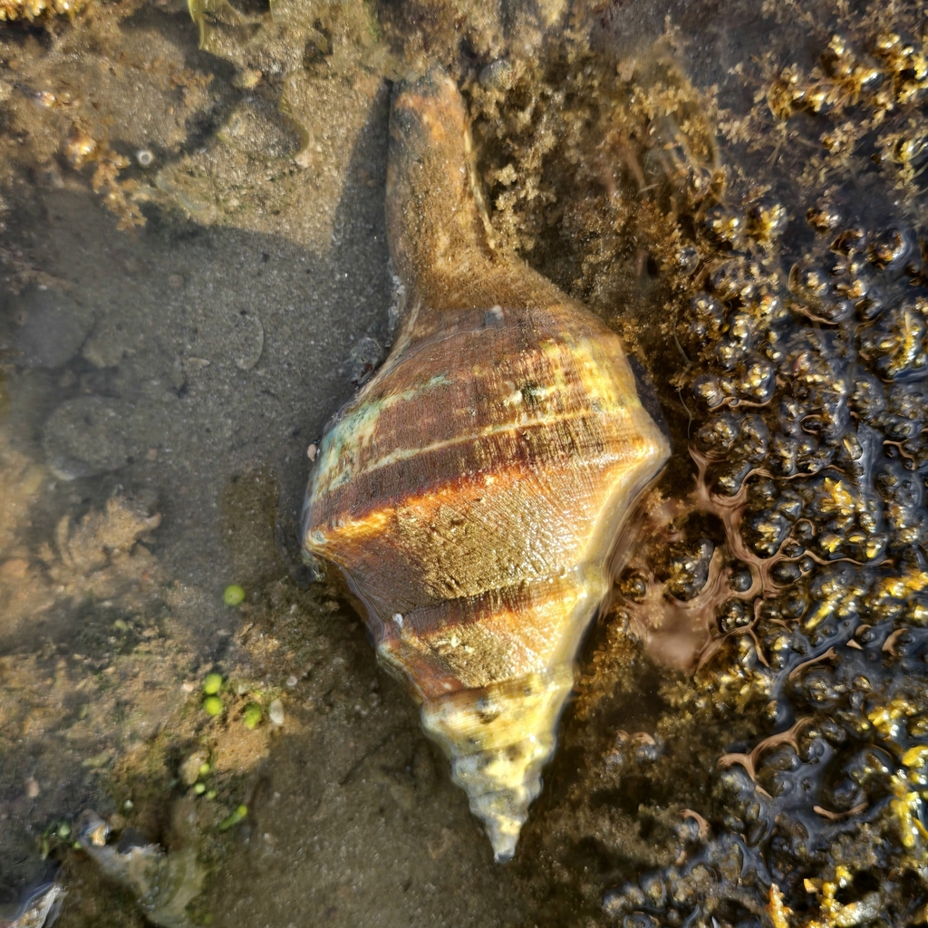 Australian Trumpet from Port Hedland WA 6721, Australia on May 11, 2024 ...