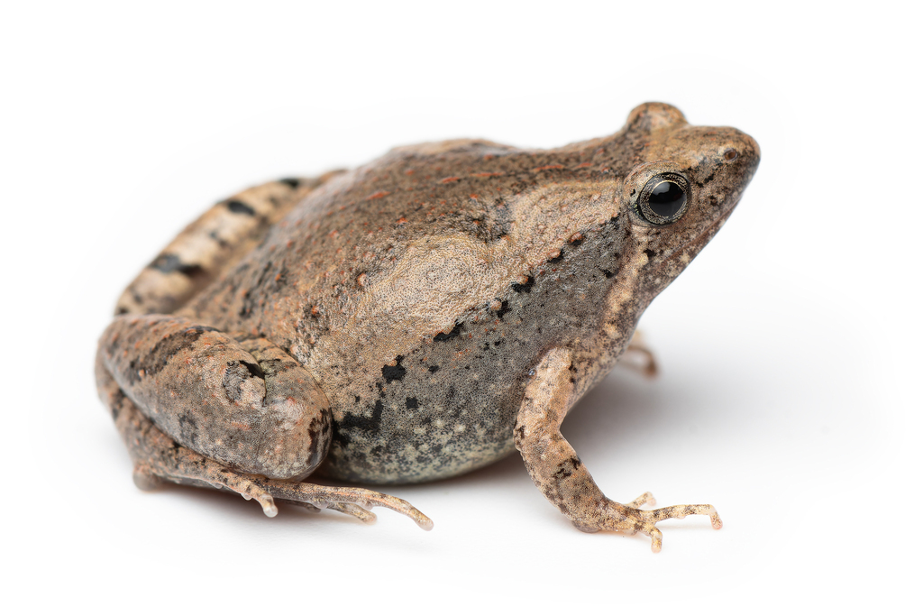 Mukhlesur's Narrow-mouthed Frog in May 2024 by Andaman Kaosung ...