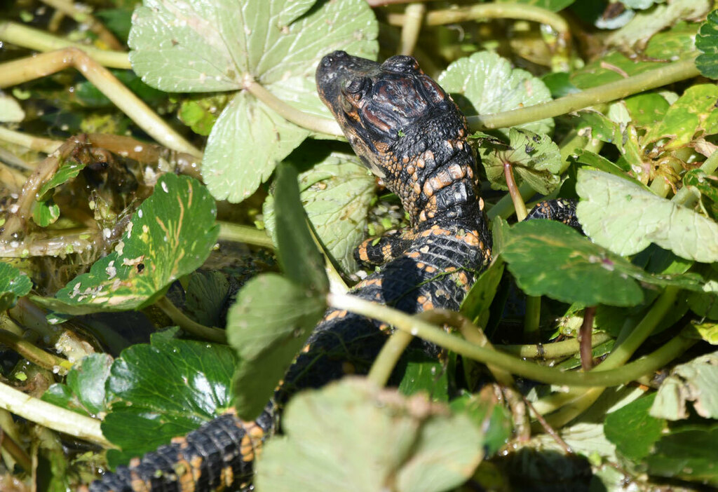 American Alligator from Phinizy Swamp, Augusta, GA, USA on March 29 ...