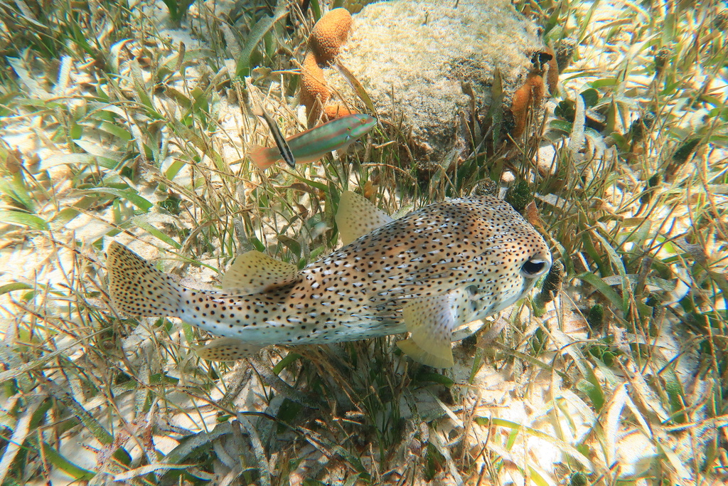 Spotted Porcupinefish from Arrecifes de Puerto Morelos, Q. Roo on May ...