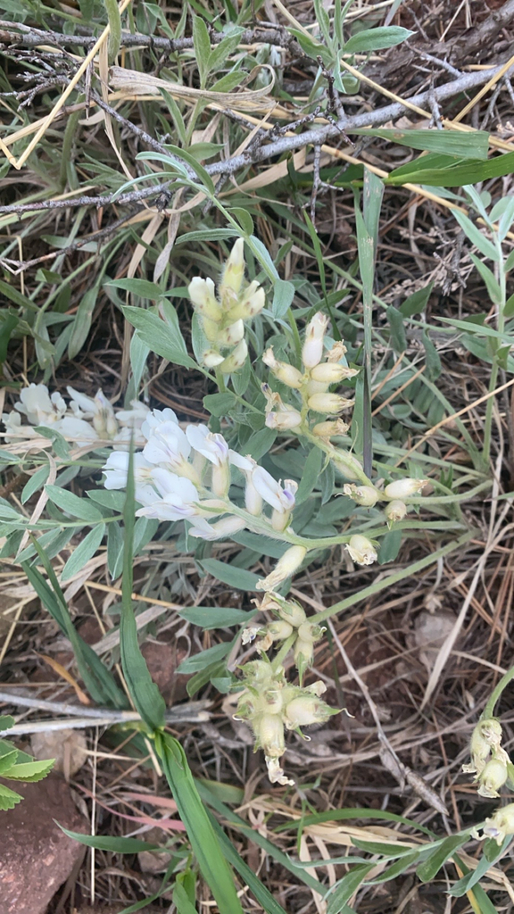 field locoweed from Boulder on May 11, 2024 at 10:53 AM by Jack Martin ...