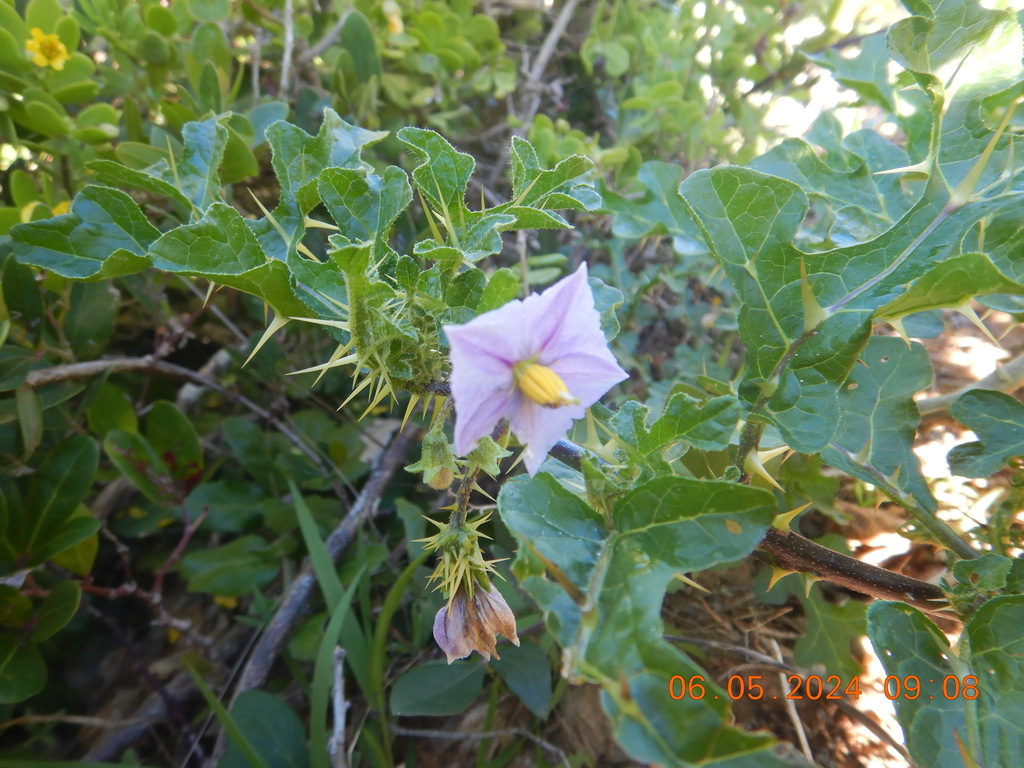 Yellow Bitter-apple from Dana Bay, Mossel Bay, 6510, South Africa on ...