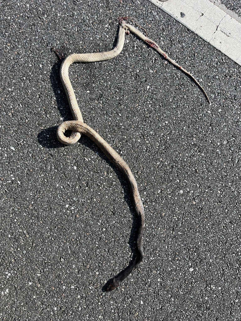 Coachwhip in May 2024 by Ben Rangel · iNaturalist