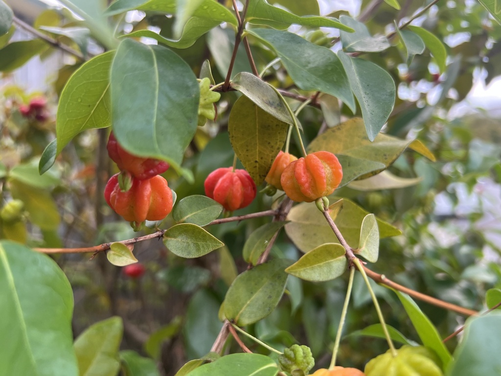 Surinam Cherry from Montague Rd, West End, QLD, AU on November 18, 2023 ...