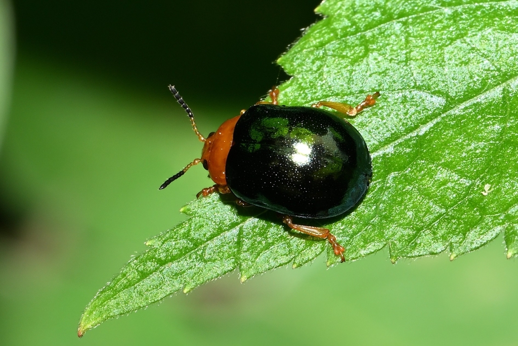 Plagiosterna aeneipennis from 桃花岭 on May 12, 2024 at 10:57 AM by 小果娭毑 ...