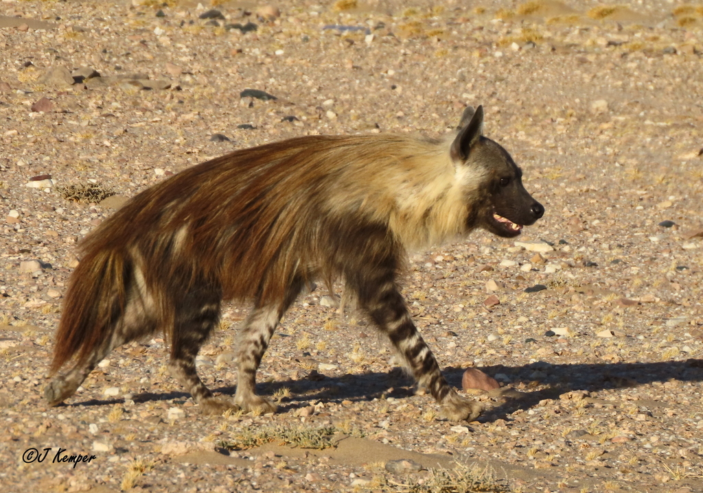 Brown Hyaena in March 2024 by Jessica Kemper · iNaturalist