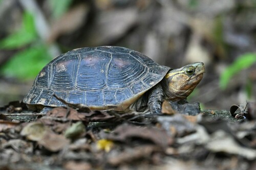 Ryukyu Yellow-margined Box Turtle (Subspecies Cuora flavomarginata ...