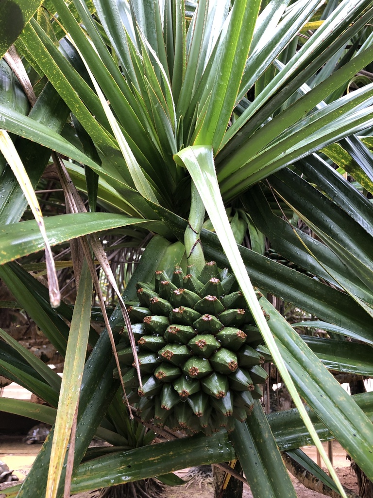 Common screwpine from LA VANILLE NATURE PARK, Savanne, MU on May 12 ...