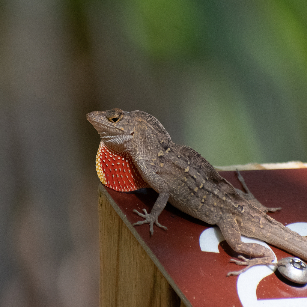 Brown Anole from North Palm Beach, FL, USA on May 11, 2024 at 05:03 PM ...